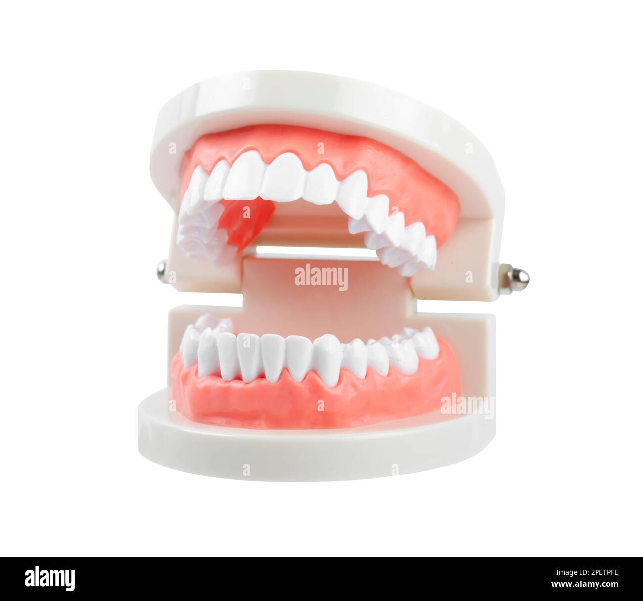 Teeth model with red gum on white background, Save clipping path. Oral ...