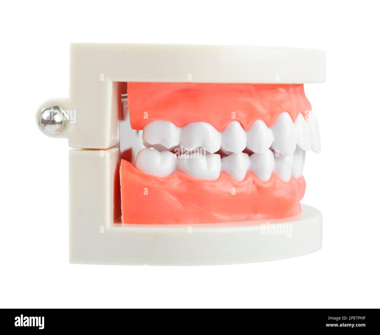 Teeth model with red gum on white background, Save clipping path. Oral ...