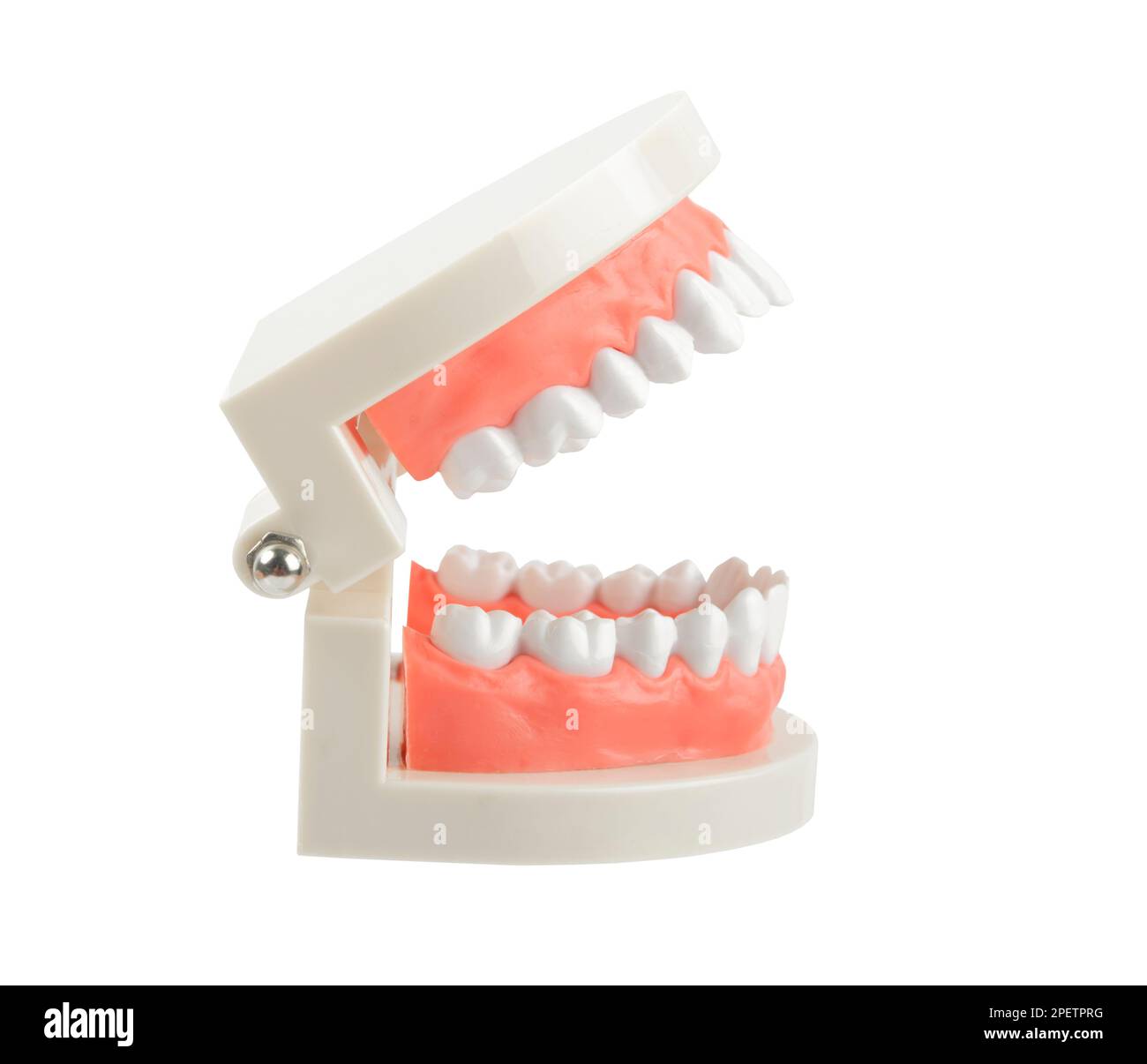 Teeth model with red gum on white background, Save clipping path. Oral ...