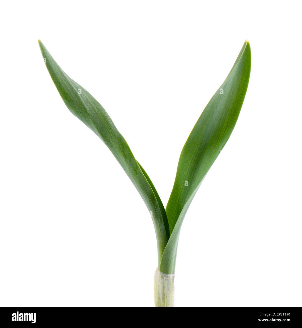 Snowdrop leaves isolated on white background. Beautiful spring flowers ...