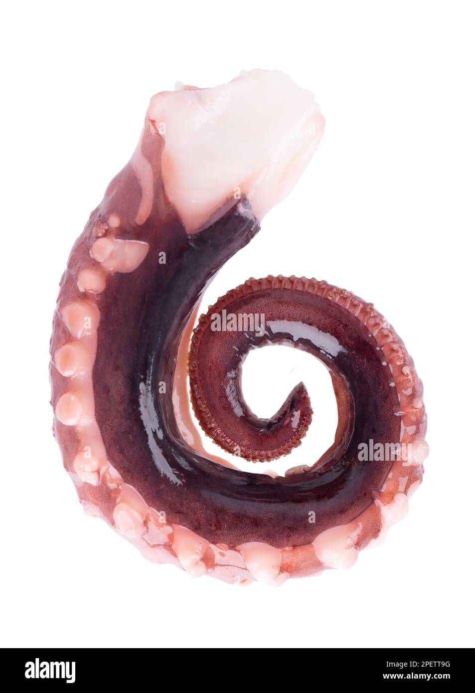 Squid tentacles isolated on white background. Fresh raw gigant squid ...