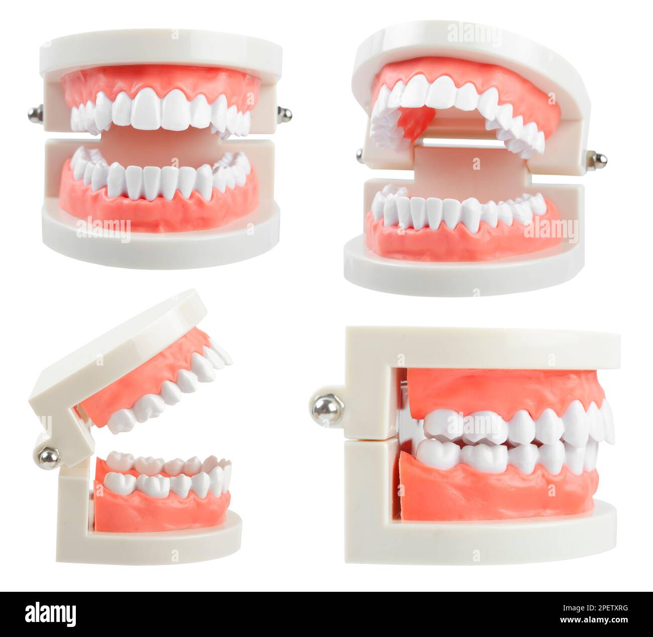 Set of teeth model with red gum on white background, Save clipping path ...