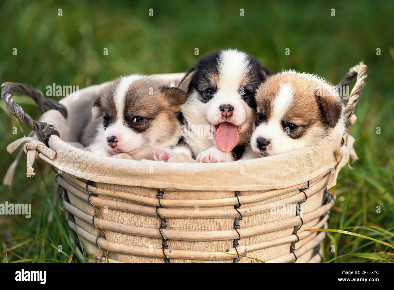 Three little happy puppies of welsh corgi pembroke breed dog sitting ...