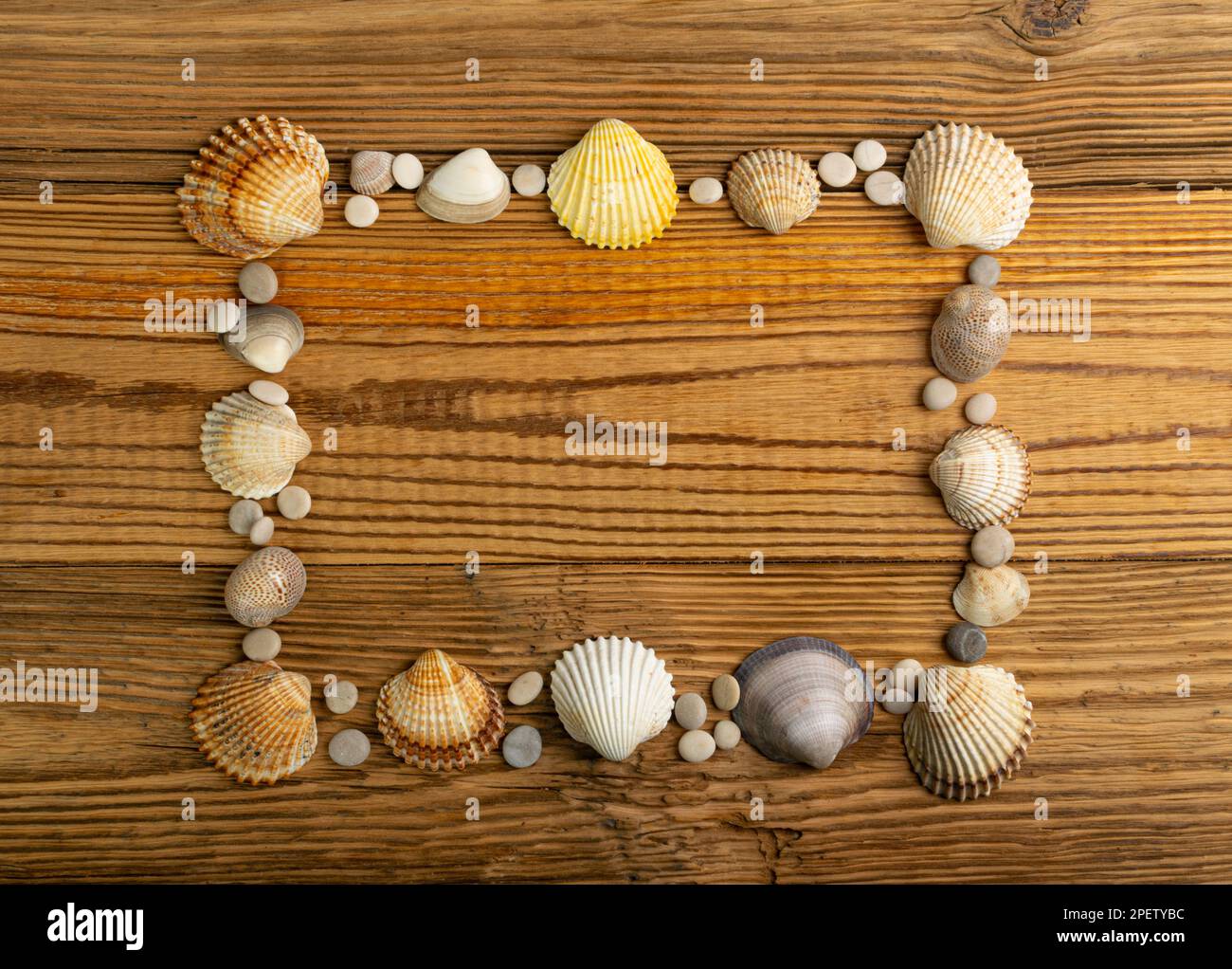 Sea Shell Frame, Multicolored Seashells Border, Clam Mollusc Shells ...