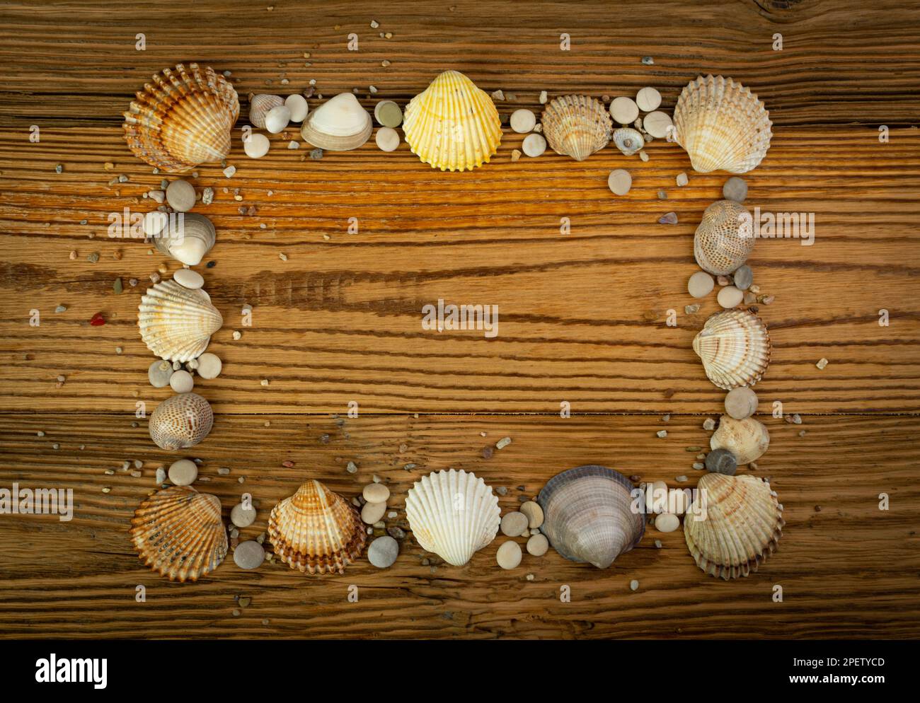 Sea Shell Frame, Multicolored Seashells Border, Clam Mollusc Shells ...