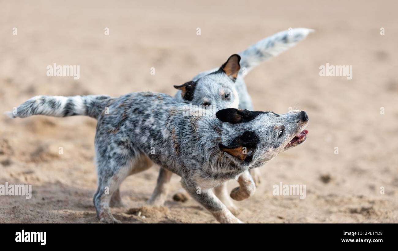 Two puppies of australian cattle dog or blue heeler playing on sand ...