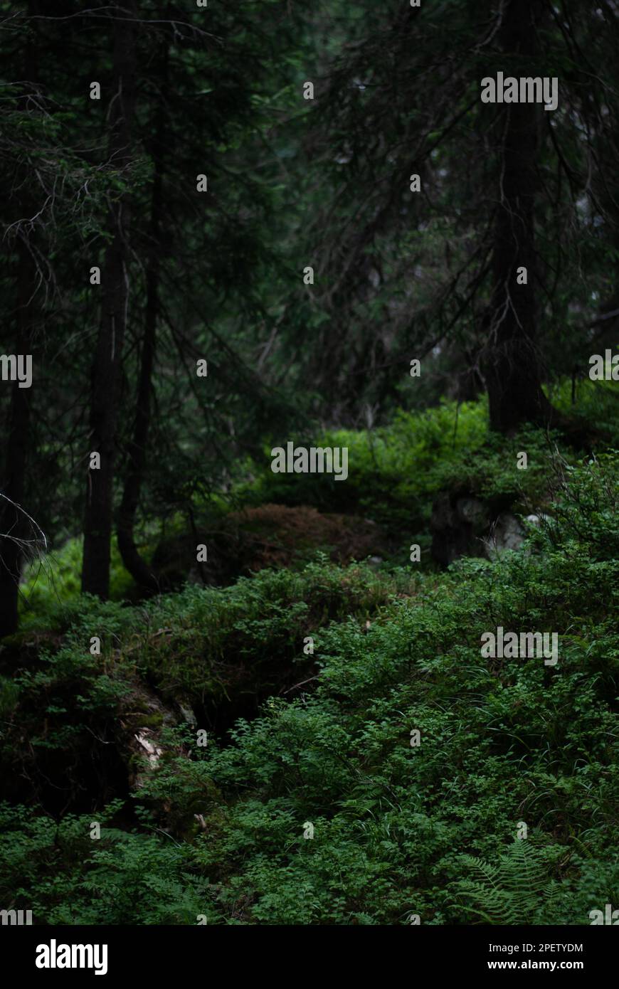 Fir trees in forest hi-res stock photography and images - Alamy