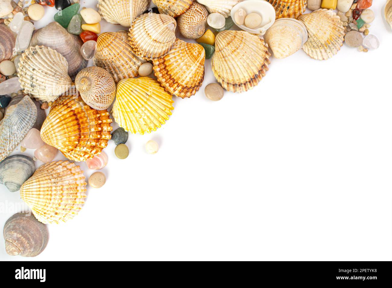 Sea Shell Frame, Multicolored Seashells Border, Clam Mollusc Shells ...