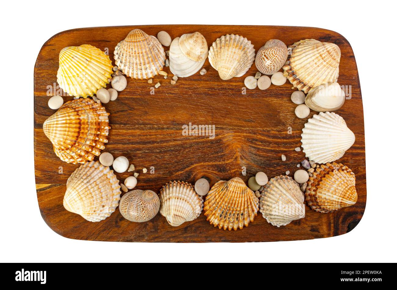 Sea Shell Frame Multicolored Seashells Border Clam Mollusc Shells