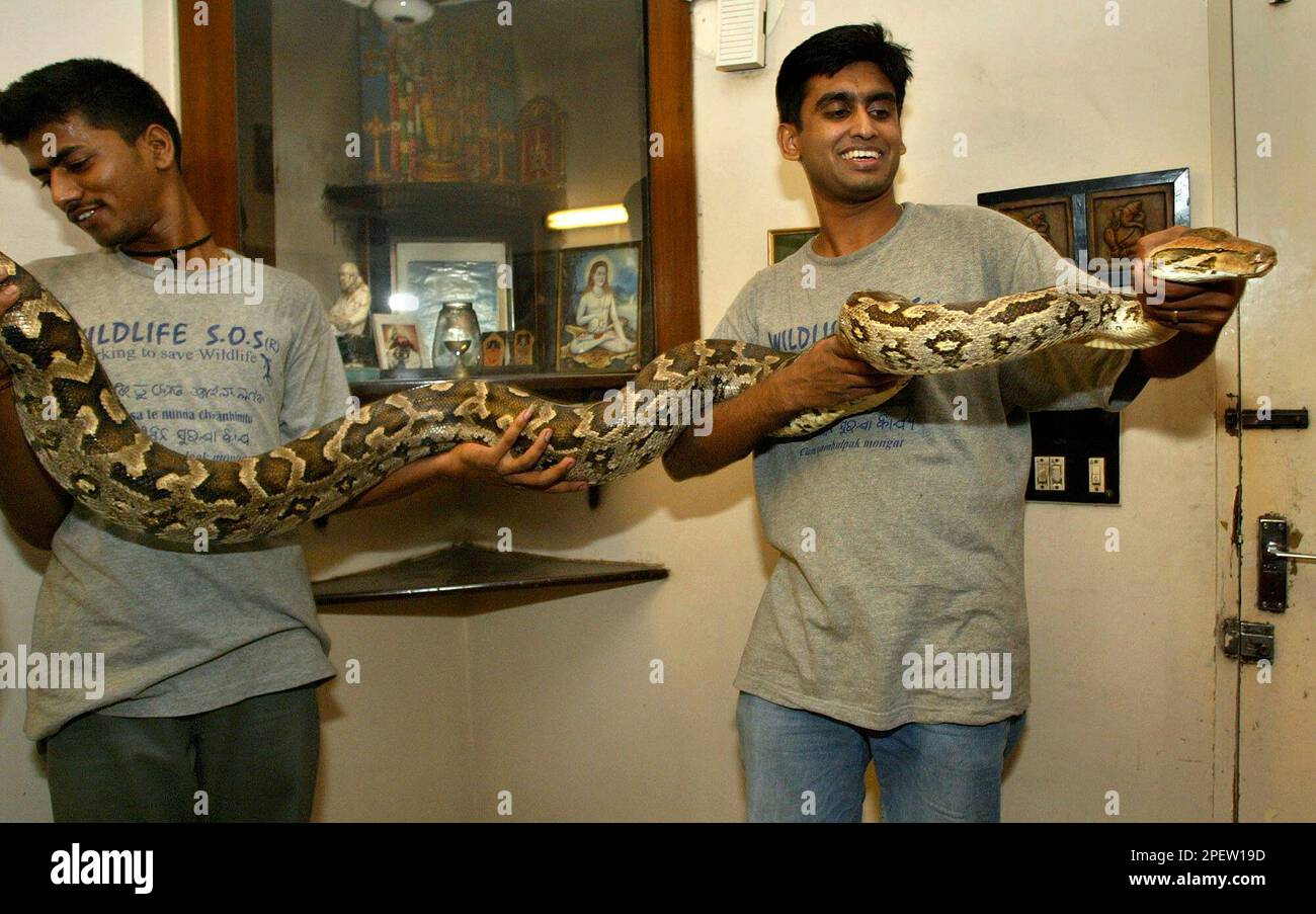 Jose Louies, right, of 'Wildlife S.O.S.s' reptile rescue team handles an 11-feet long Indian ...
