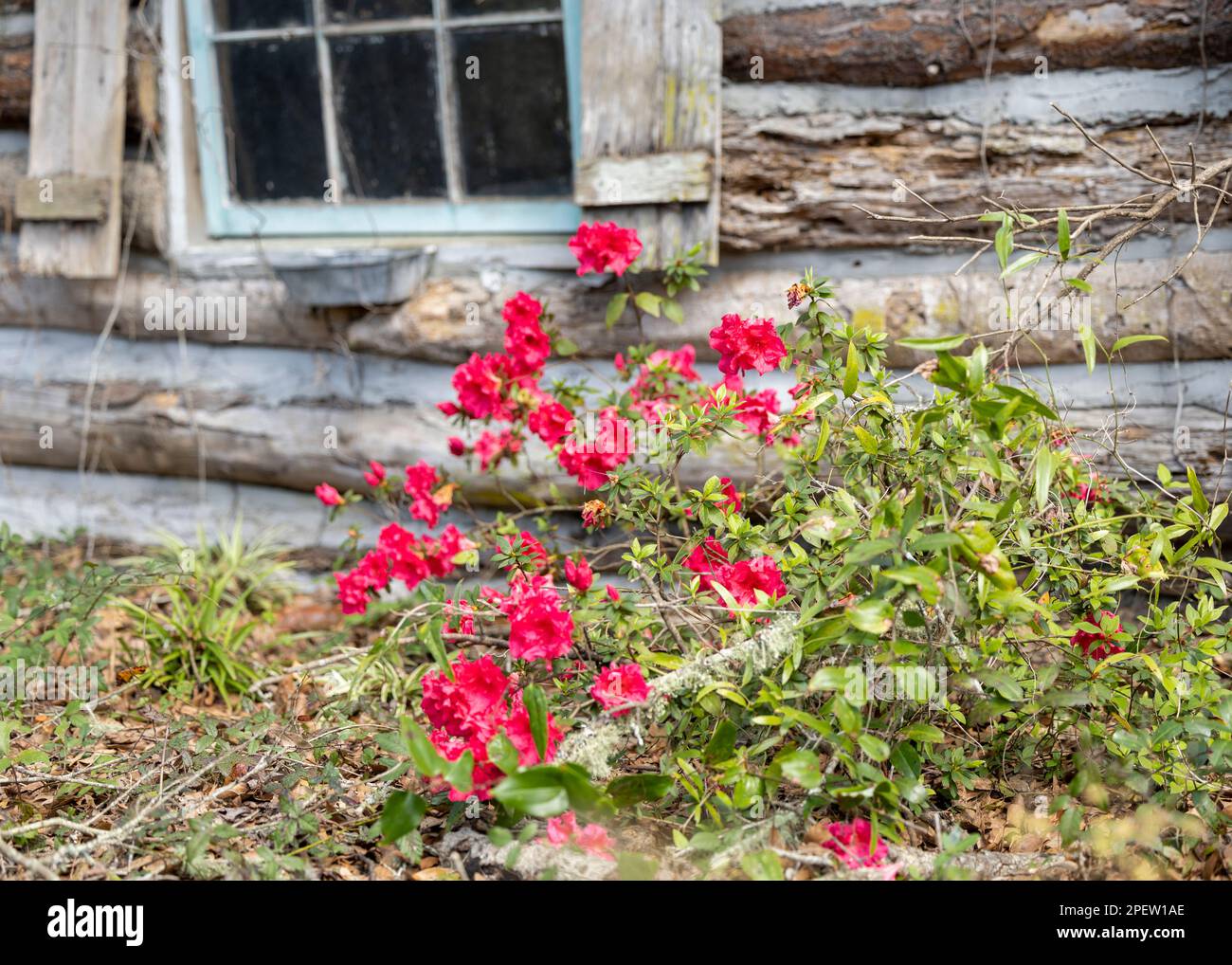Cabin interior with flowers hi-res stock photography and images - Alamy