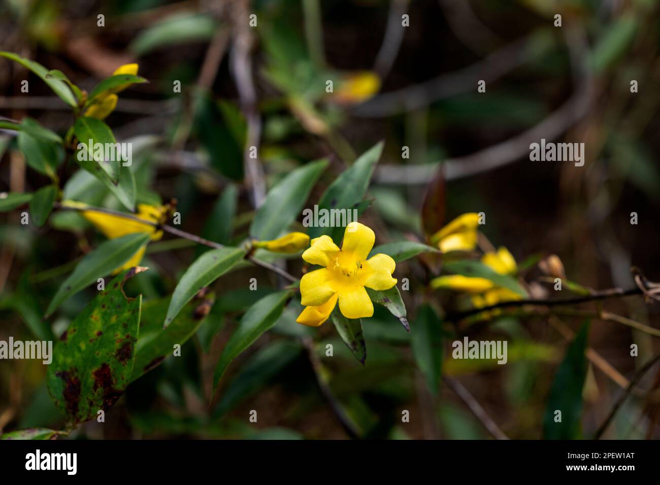 Land of jasmine hi-res stock photography and images - Alamy