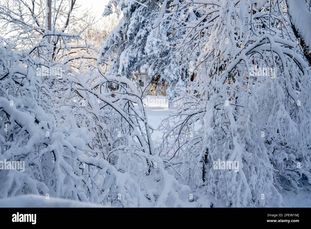 A beautiful winter scene of trees in a park blanketed in freshly fallen snow, illuminated by the ...