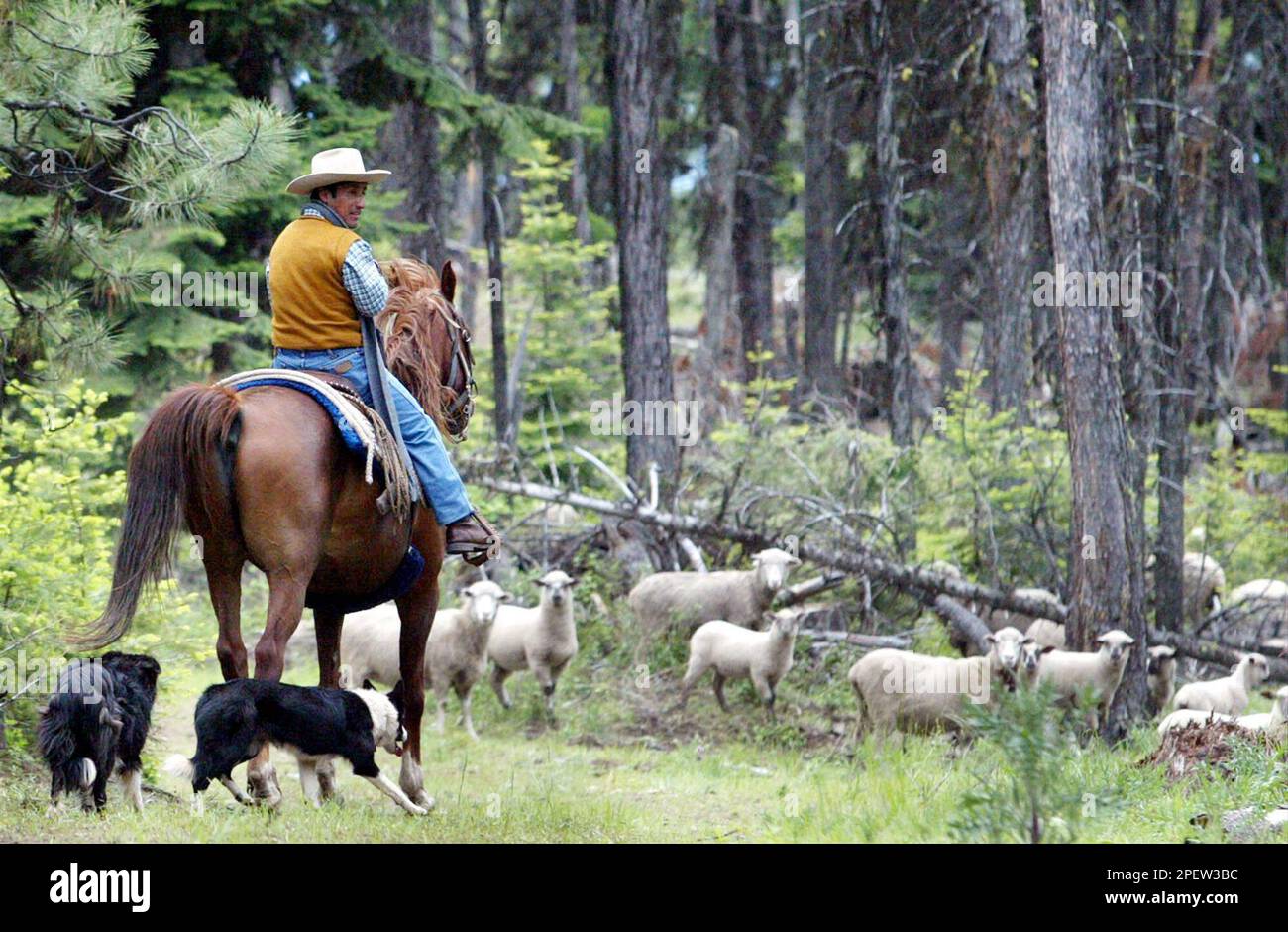 ** APN ADVANCE FOR Sunday, July 18 **Peruvian shepherd Pedro Zevarios ...