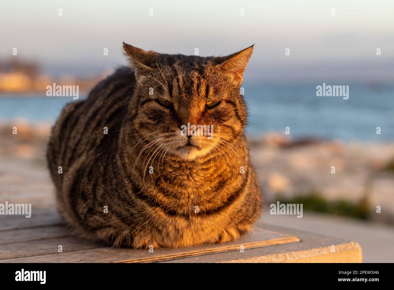 A closeup of an adorable stray cat in a park during the sunset Stock ...