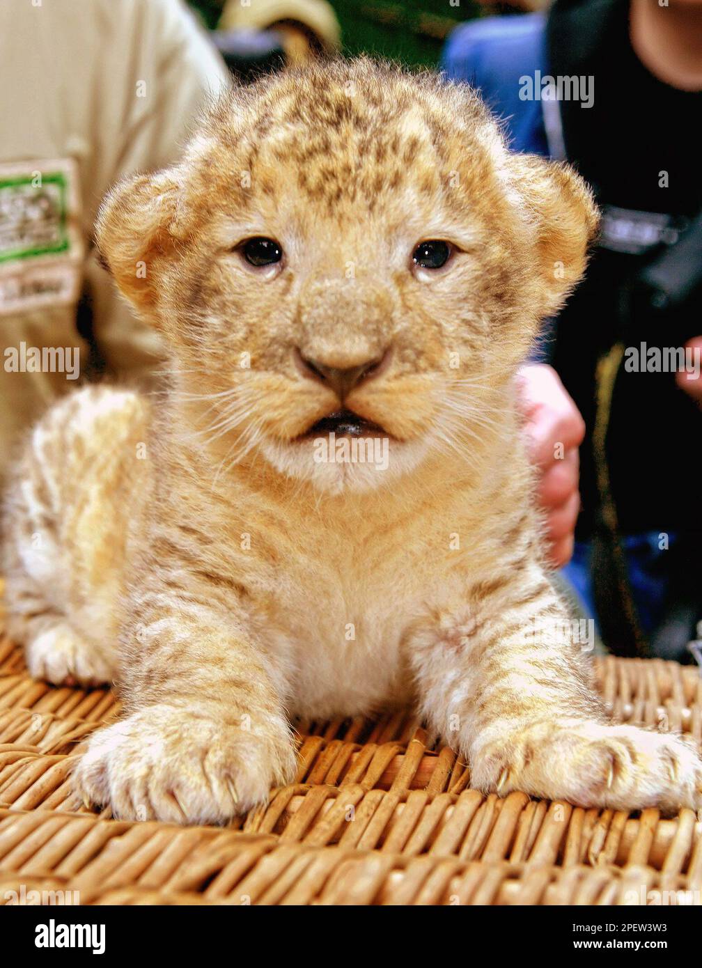 Ein Loewenbaby posiert waehrend eines Fototermins im Zoo in Leipzig am ...