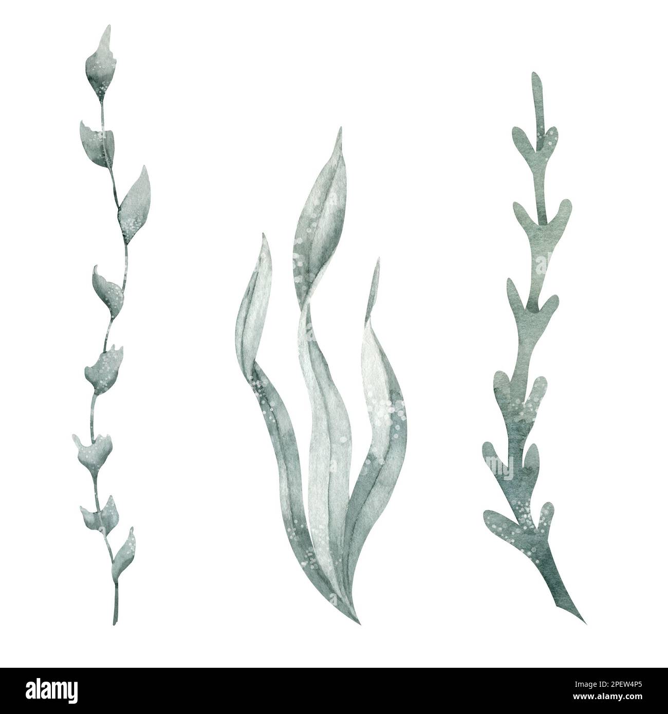 Watercolor illustration of green Seaweed on isolated background ...