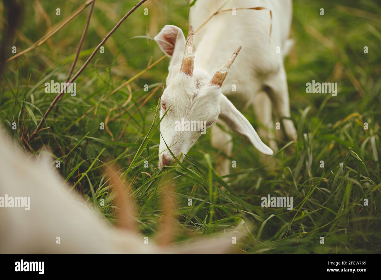 An adorable goat grazing in a lush green field of tall grass Stock ...