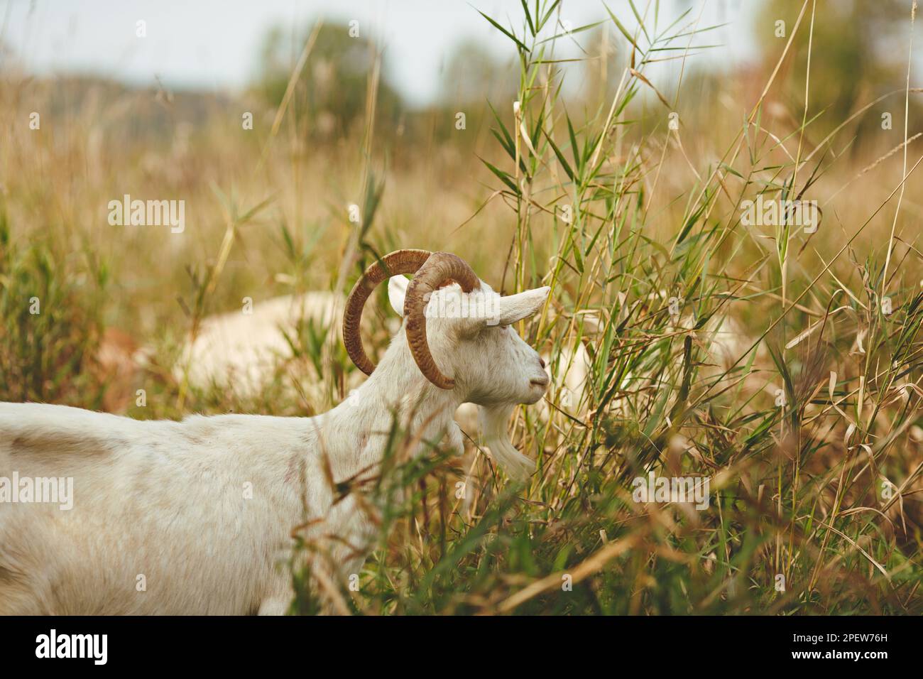 An adorable goat grazing in a lush green field of tall grass Stock ...