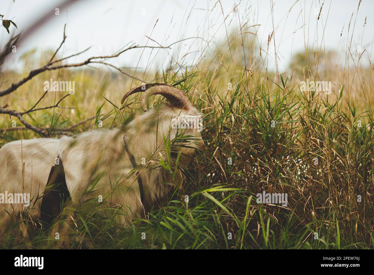 An adorable goat grazing in a lush green field of tall grass Stock ...
