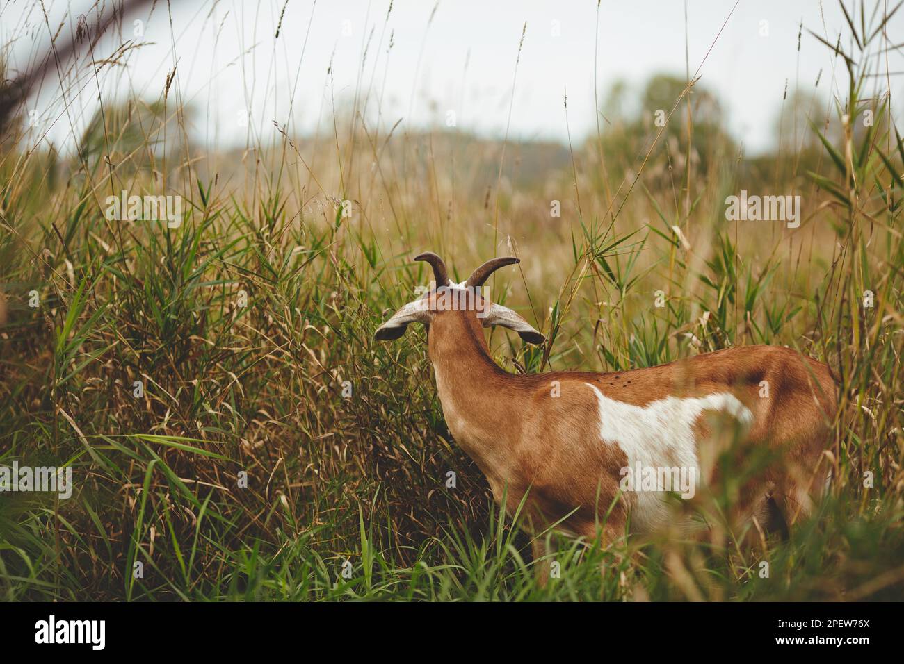 An adorable goat grazing in a lush green field of tall grass Stock ...