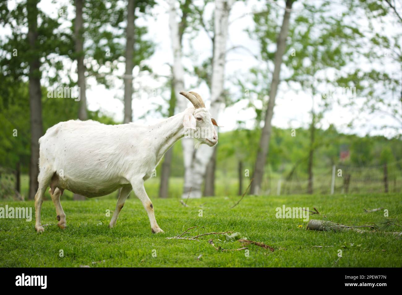 An adorable goat grazing in a lush green field of tall grass Stock ...