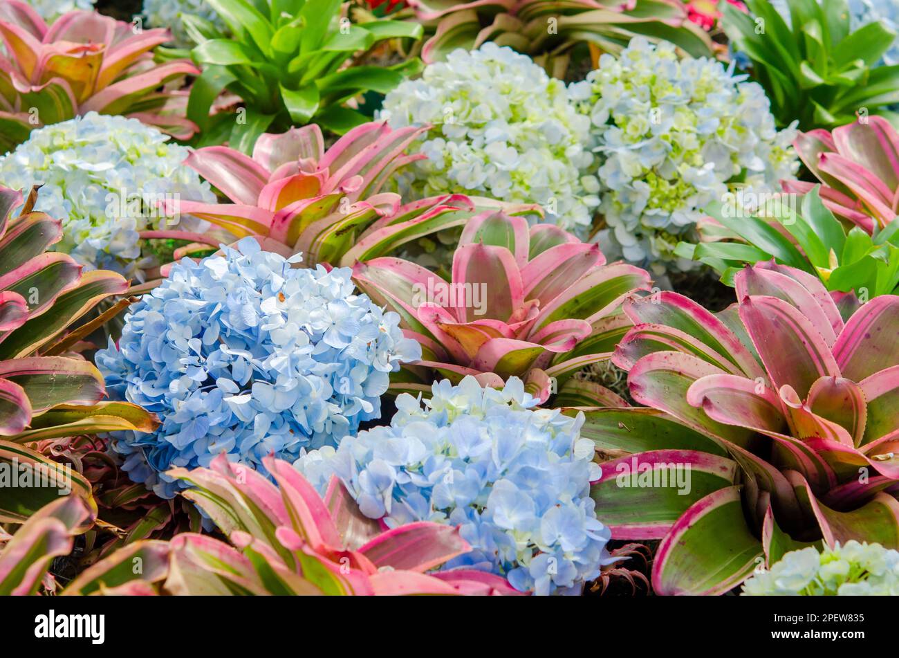 Hydrangeas backgrounds hi-res stock photography and images - Alamy