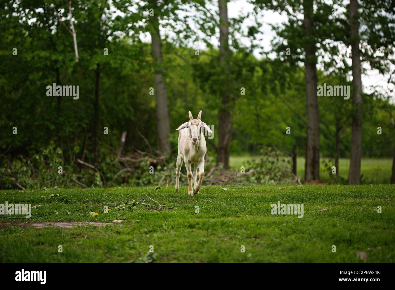 An adorable goat grazing in a lush green field of tall grass Stock ...