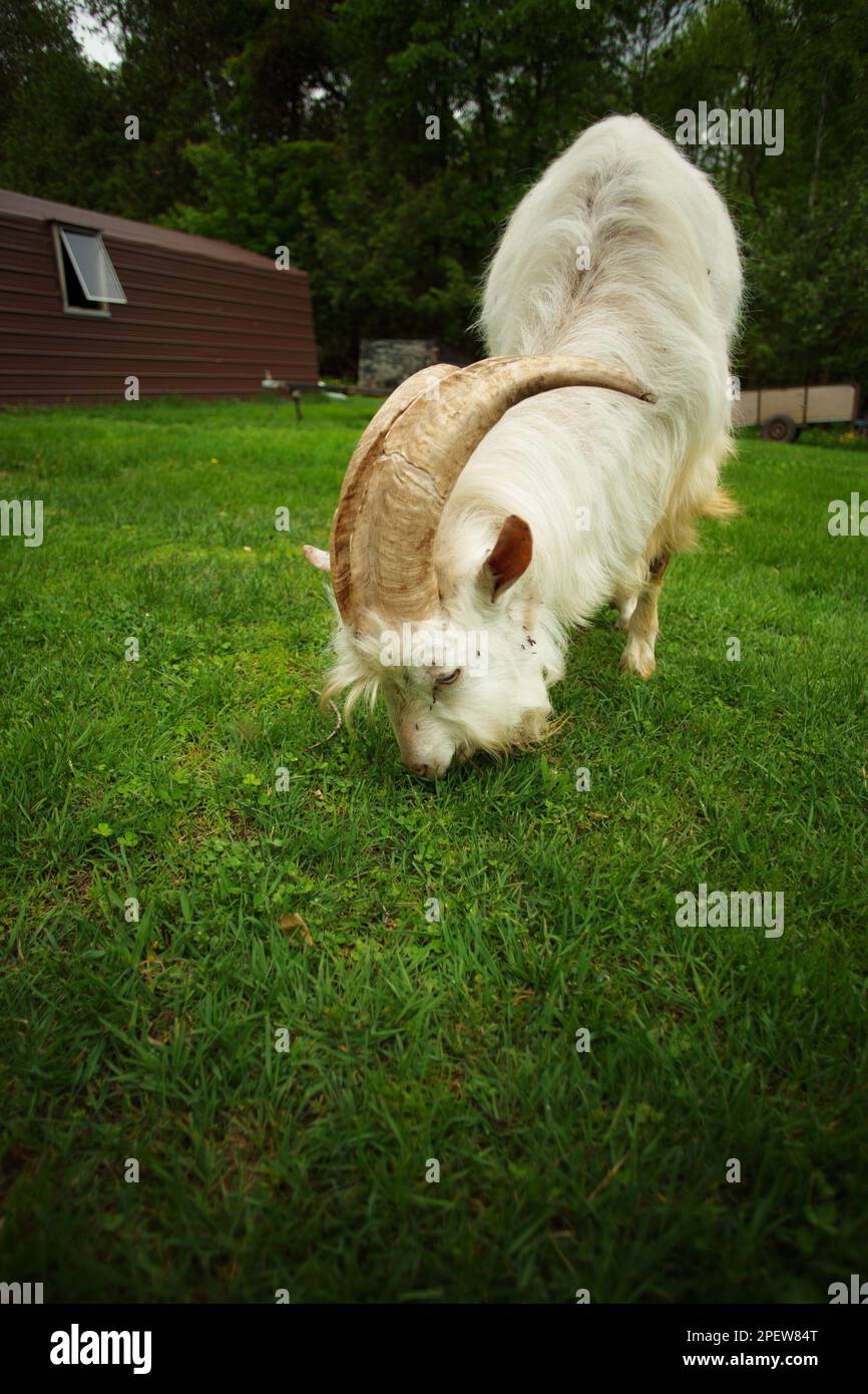 An adorable goat grazing in a lush green field of tall grass Stock ...