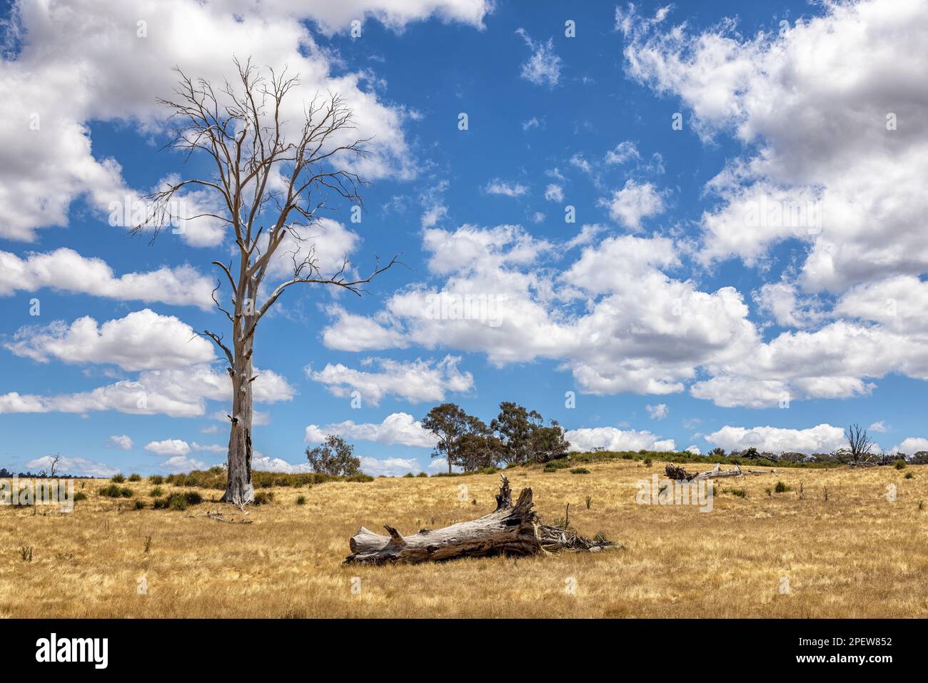 Dead skeleton eucalyptus trees in Tasmania, Australia. Summer sky ...