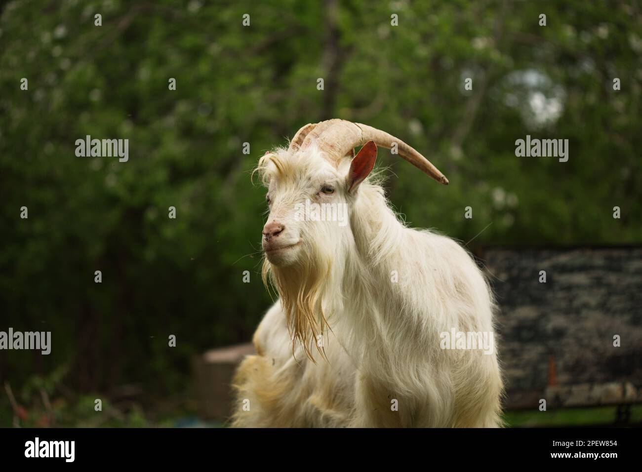 An adorable goat grazing in a lush green field of tall grass Stock ...