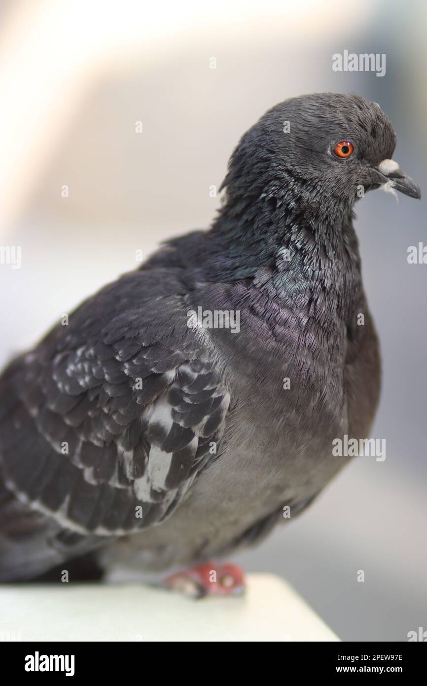 A selective focus of a feral pigeon under the sunlight with a blurry ...