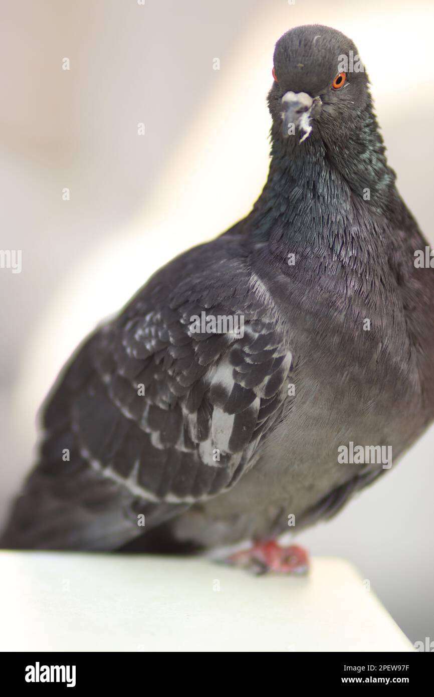A selective focus of a feral pigeon under the sunlight with a blurry ...