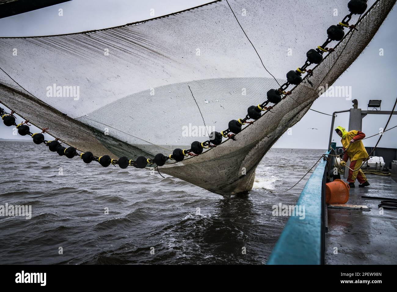 ILLUSTRATION - Shrimp fisherman Johan Post at work on the Wadden Sea ...