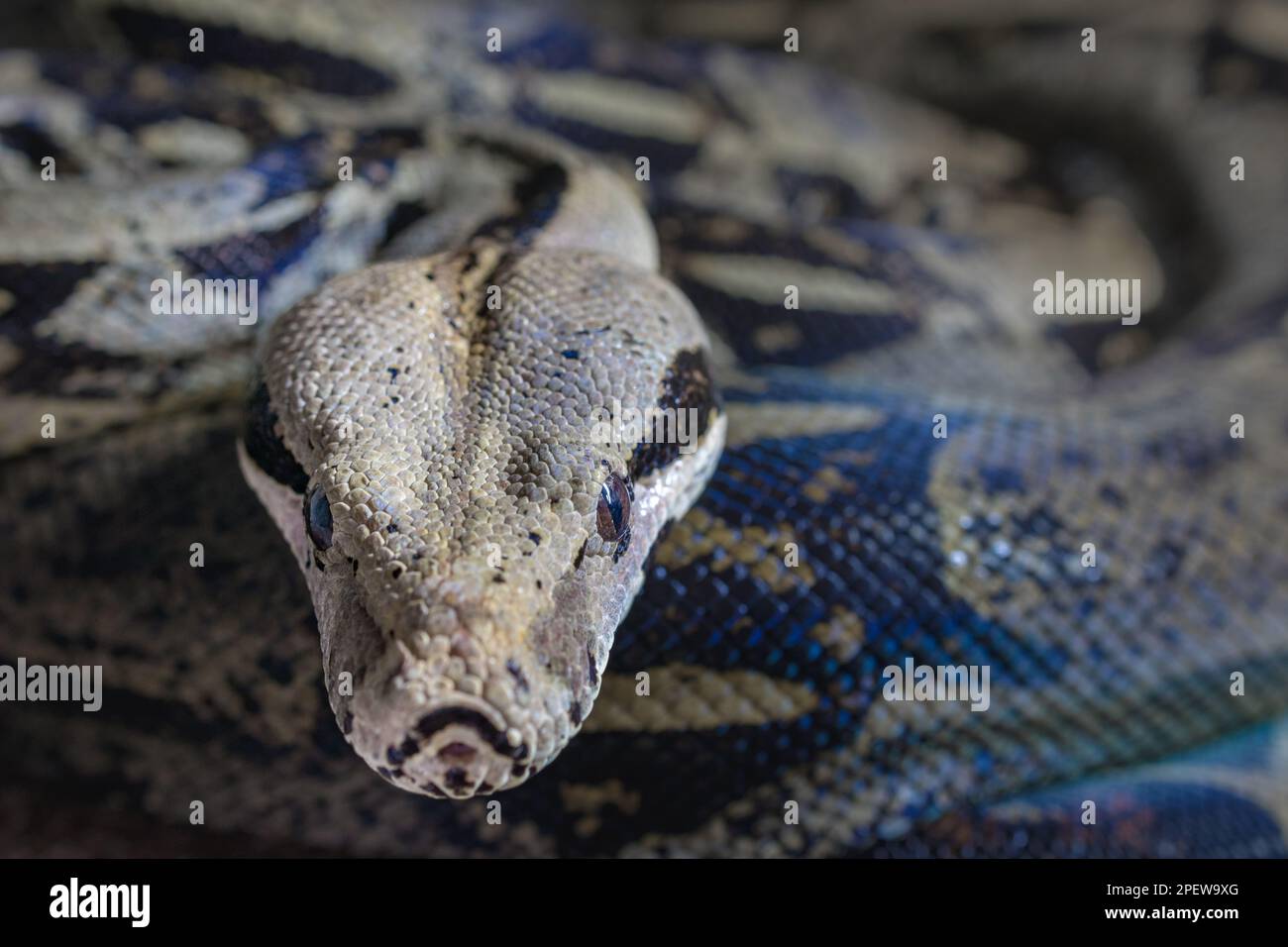Patterned snakes hi-res stock photography and images - Alamy