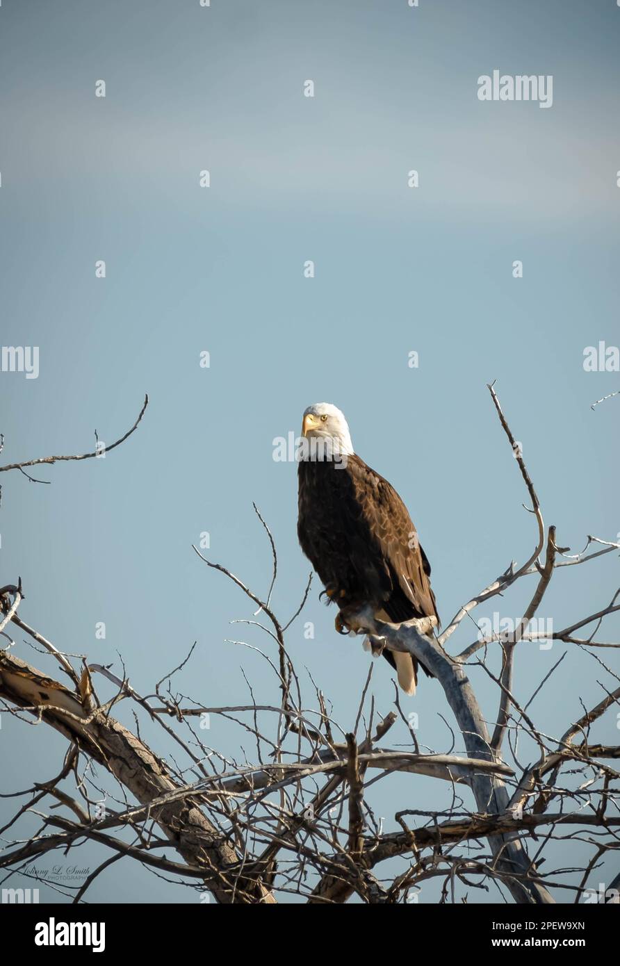 A majestic Bald Eagle perched atop a tree branch, gazing into the ...