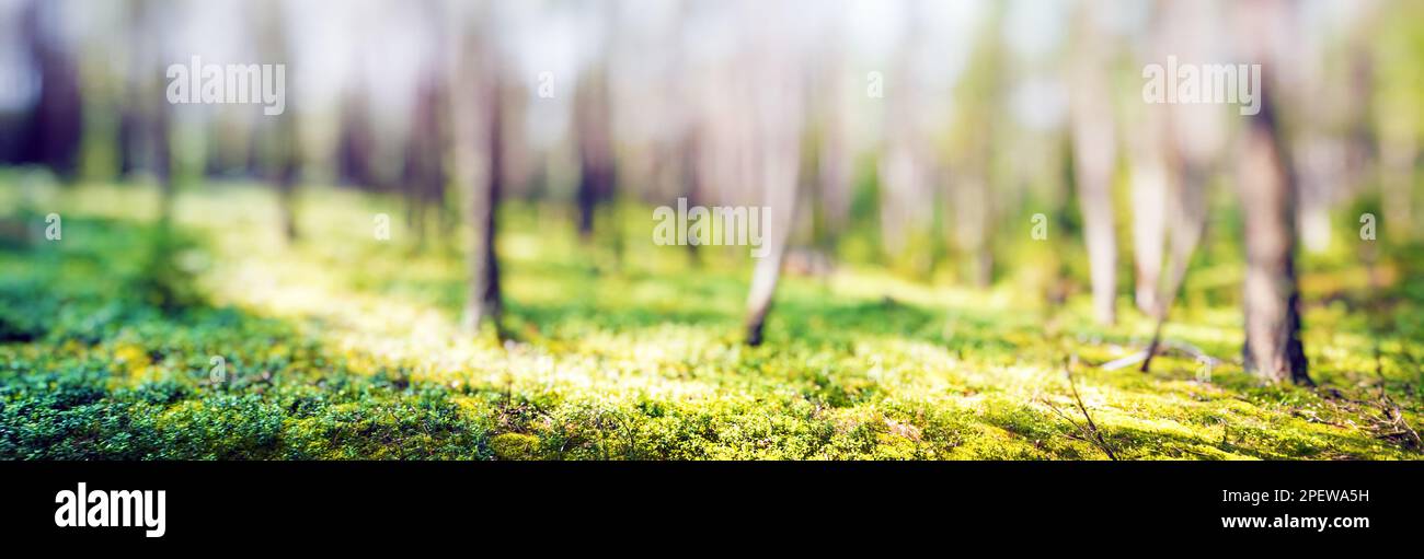 Forest blur panorama. Beautiful green landscape nature background Stock ...