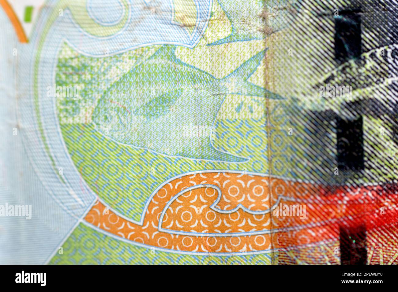 The silver Pomfret fish (Al Zubadi) closeup from the reverse side of ...