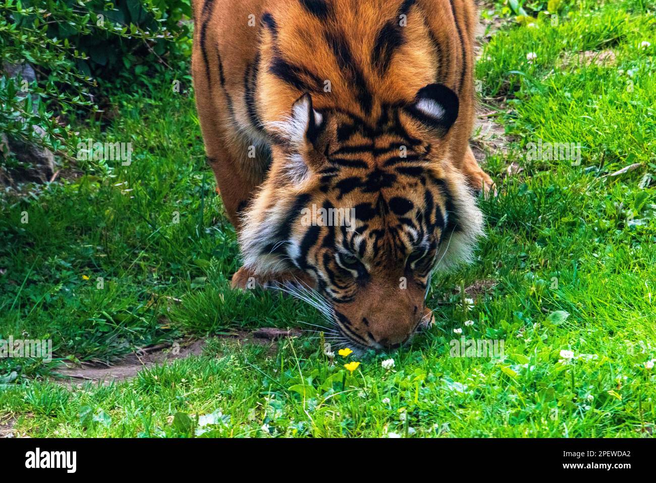 Sumatran tiger head seen from the front Stock Photo - Alamy