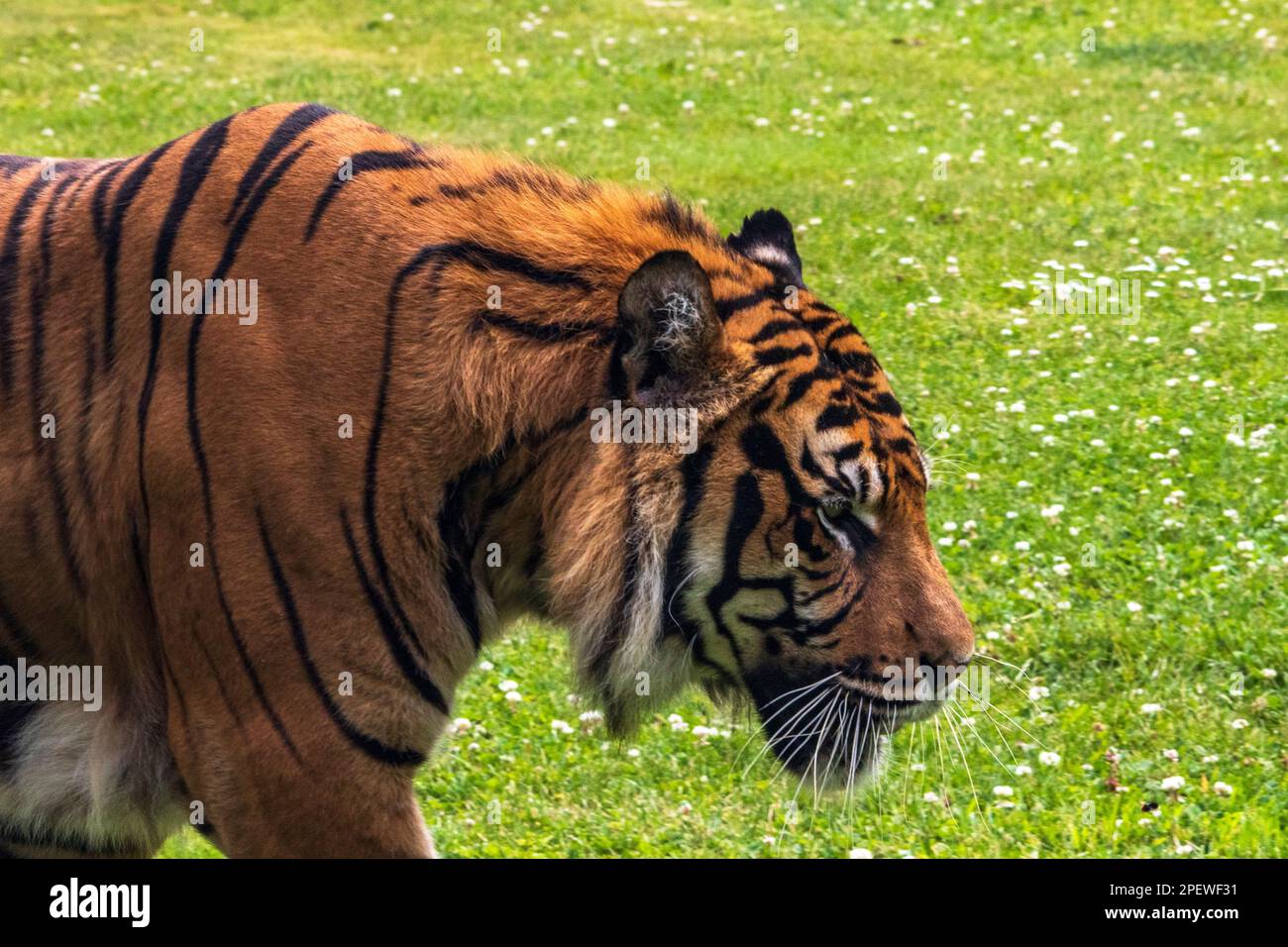 Sumatran tiger head in profile Stock Photo - Alamy