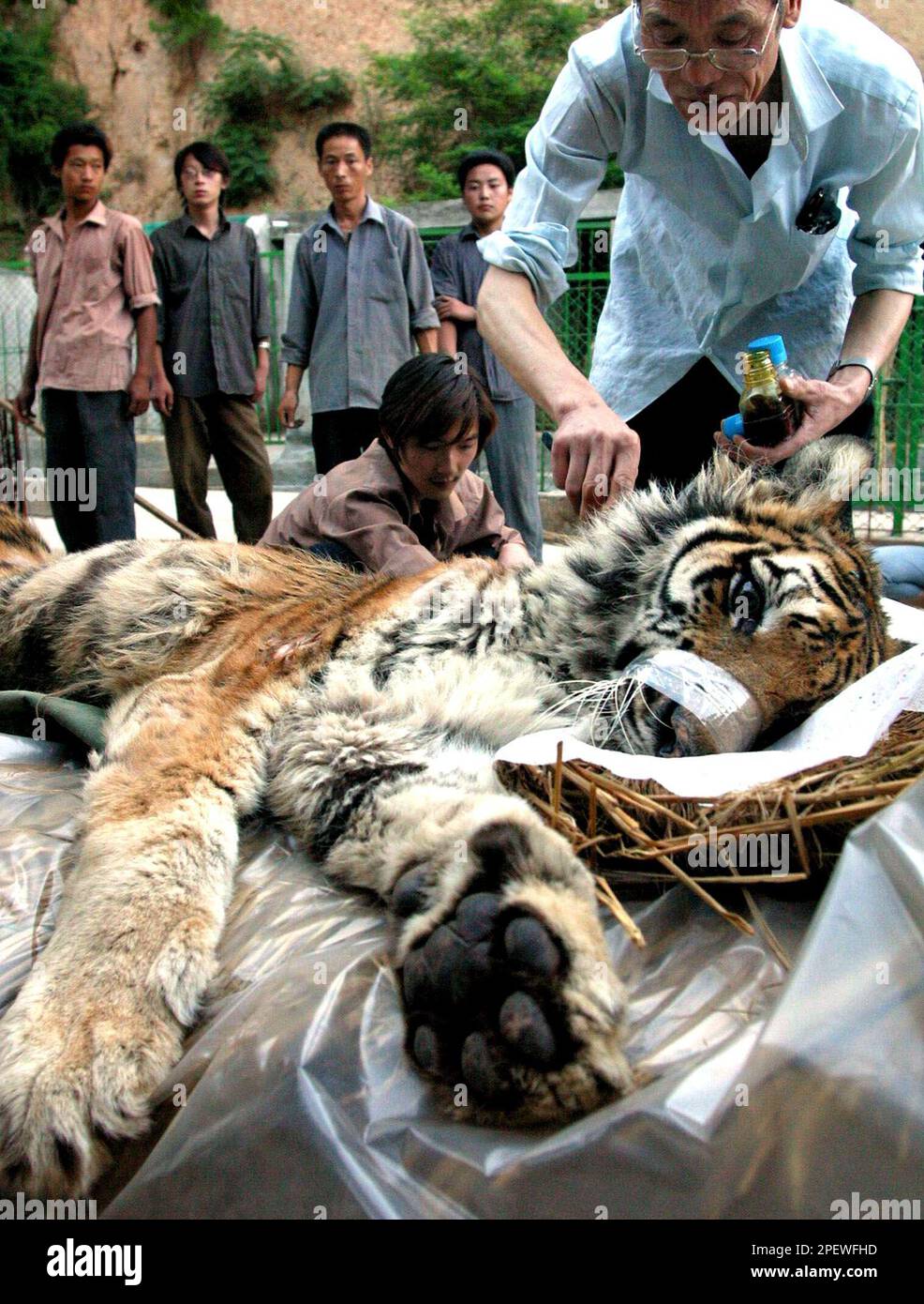 Workers prepare 32-year-old Siberian Tiger Weiwei for surgery in a zoo ...