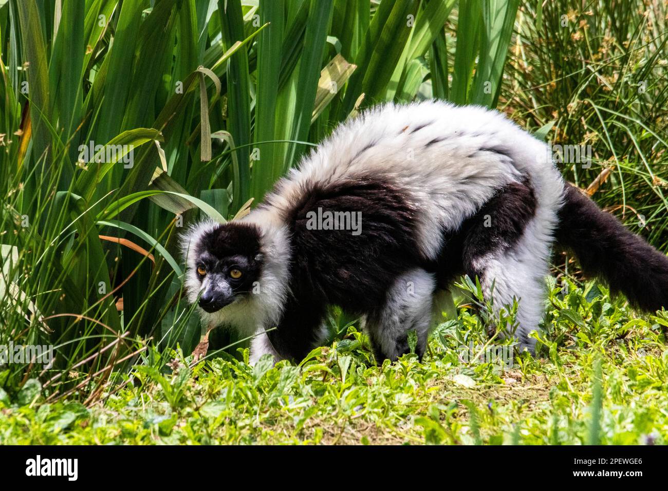 Maki vari hi-res stock photography and images - Alamy