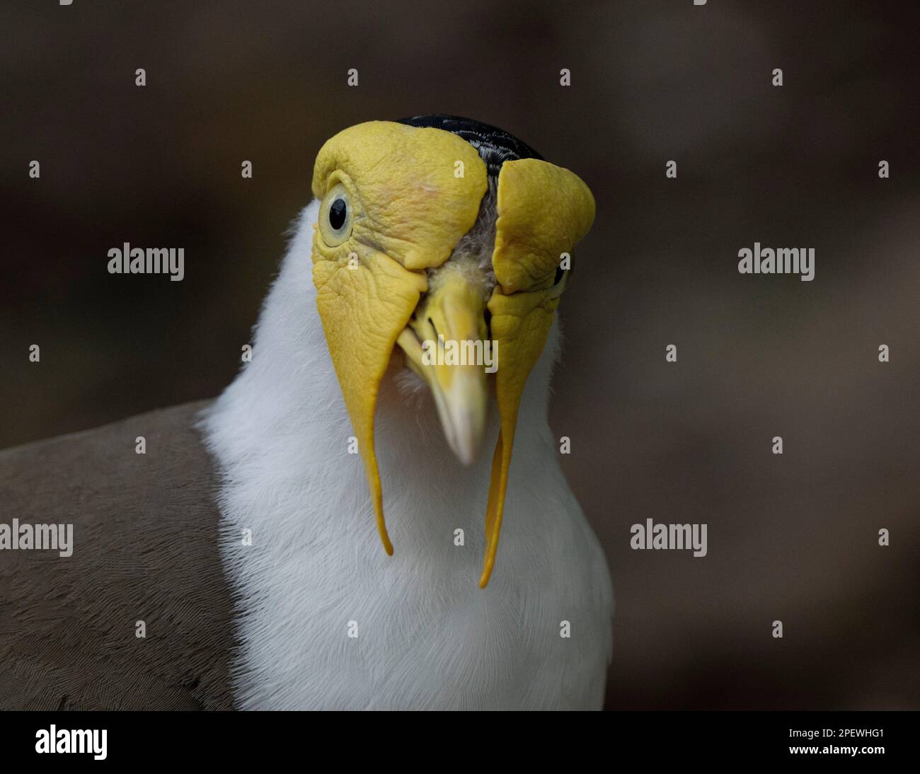 Lapwing feathers close up hi-res stock photography and images - Alamy