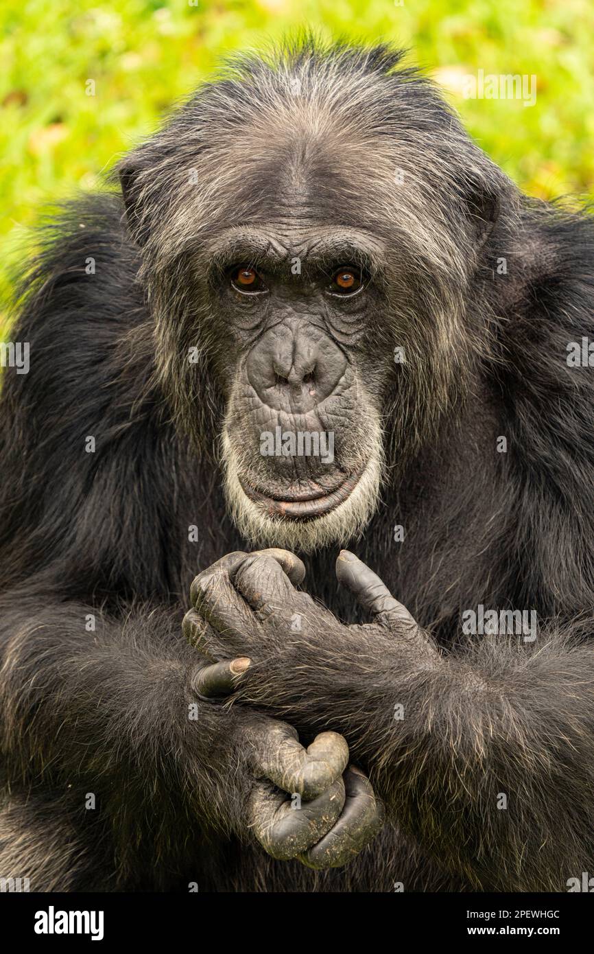 A vertical shot of a chimpanzee sitting with its hands clasped in front ...