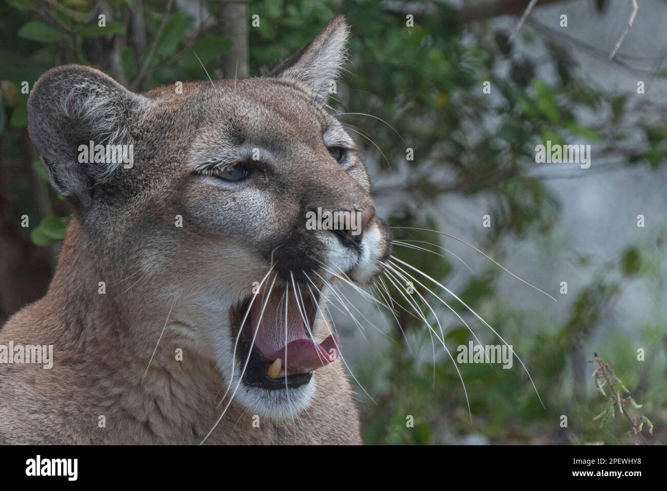 Yawning puma hi-res stock photography and images - Alamy