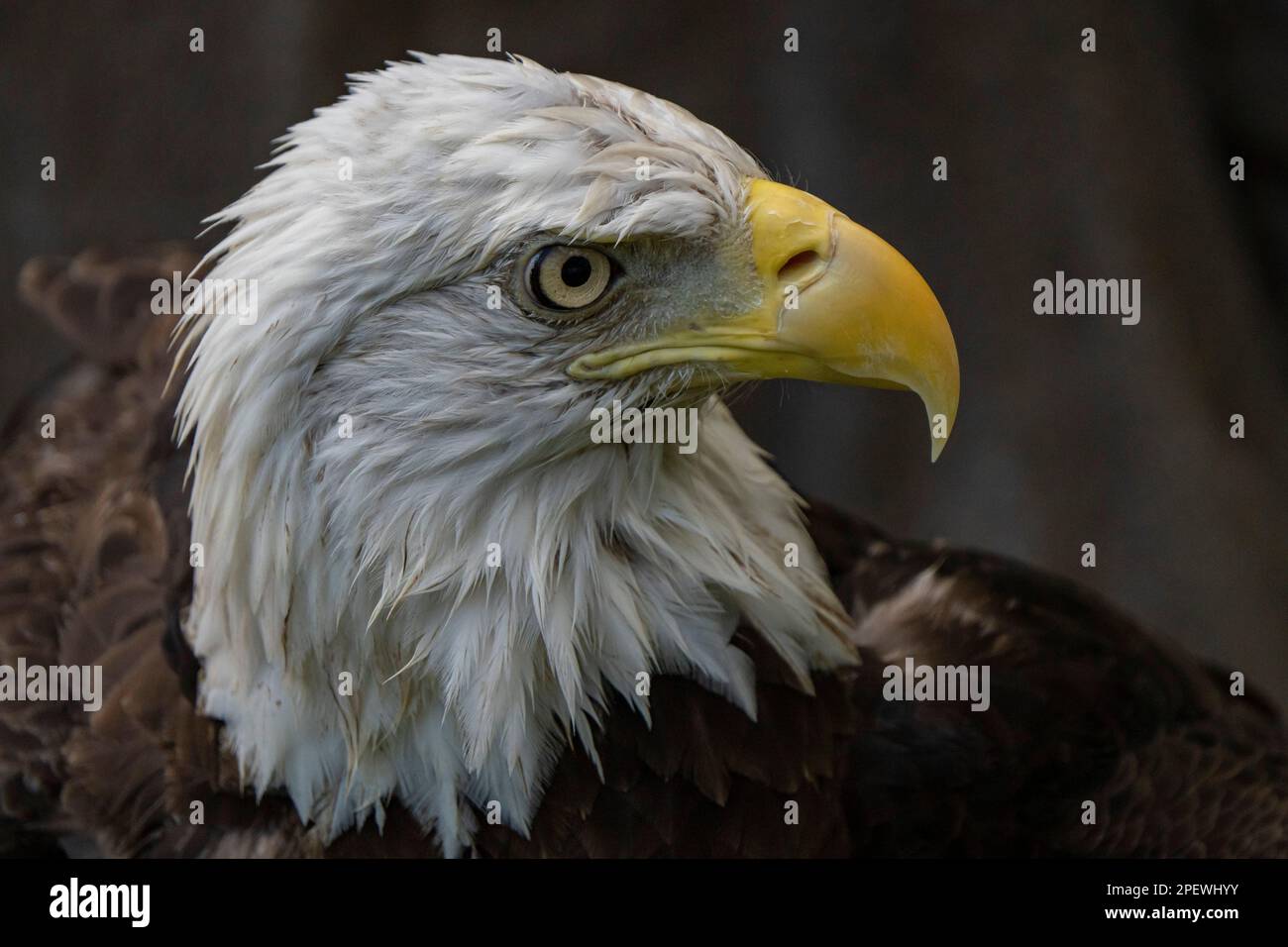 A majestic bald eagle looking to the left Stock Photo - Alamy
