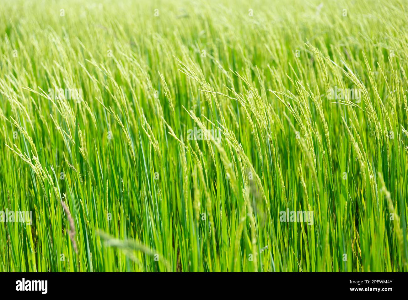 Close up of rice flowering in the field Stock Photo - Alamy
