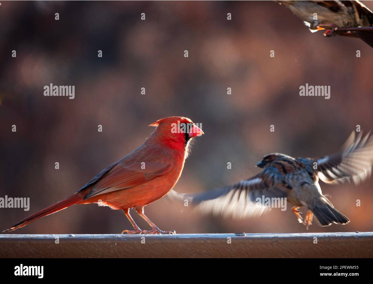 Bird flies past a Northern Cardinal on the deck Stock Photo - Alamy