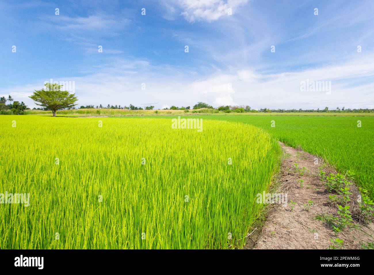 Green rice paddy field plantation in Asia against a beautiful blue sky ...