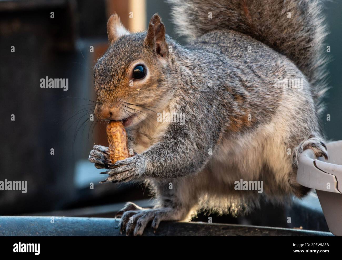 A gray squirrel finds a peanut on the deck Stock Photo - Alamy